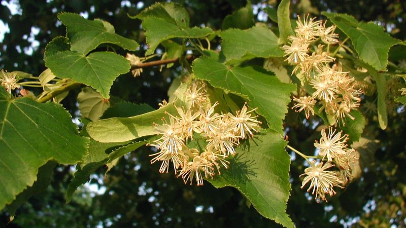 Lindetræet - DVL Lindetræerne står flot og velduftende i blomst i juli ...